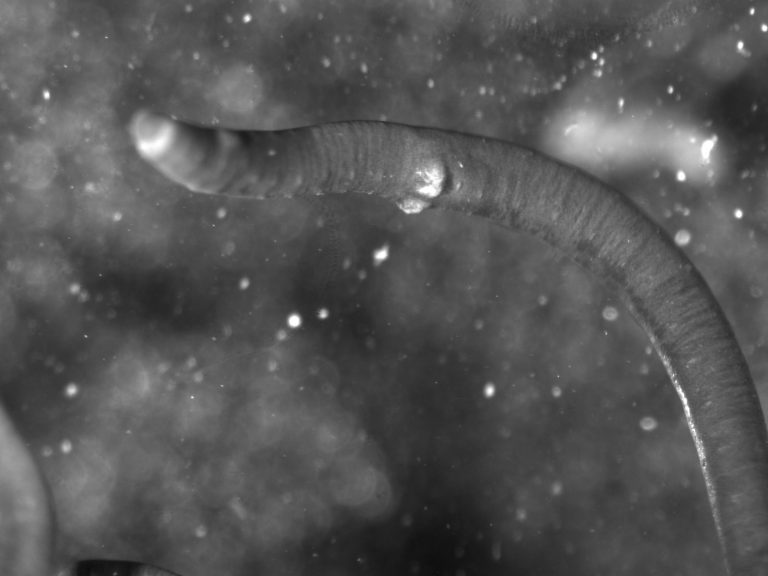 Ice Worms – North Cascade Glacier Climate Project